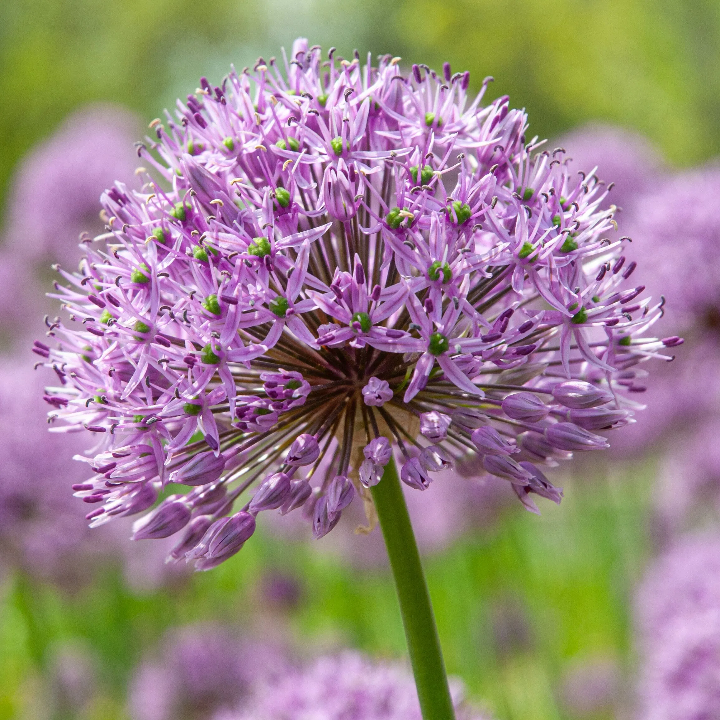 allium gladiator flower