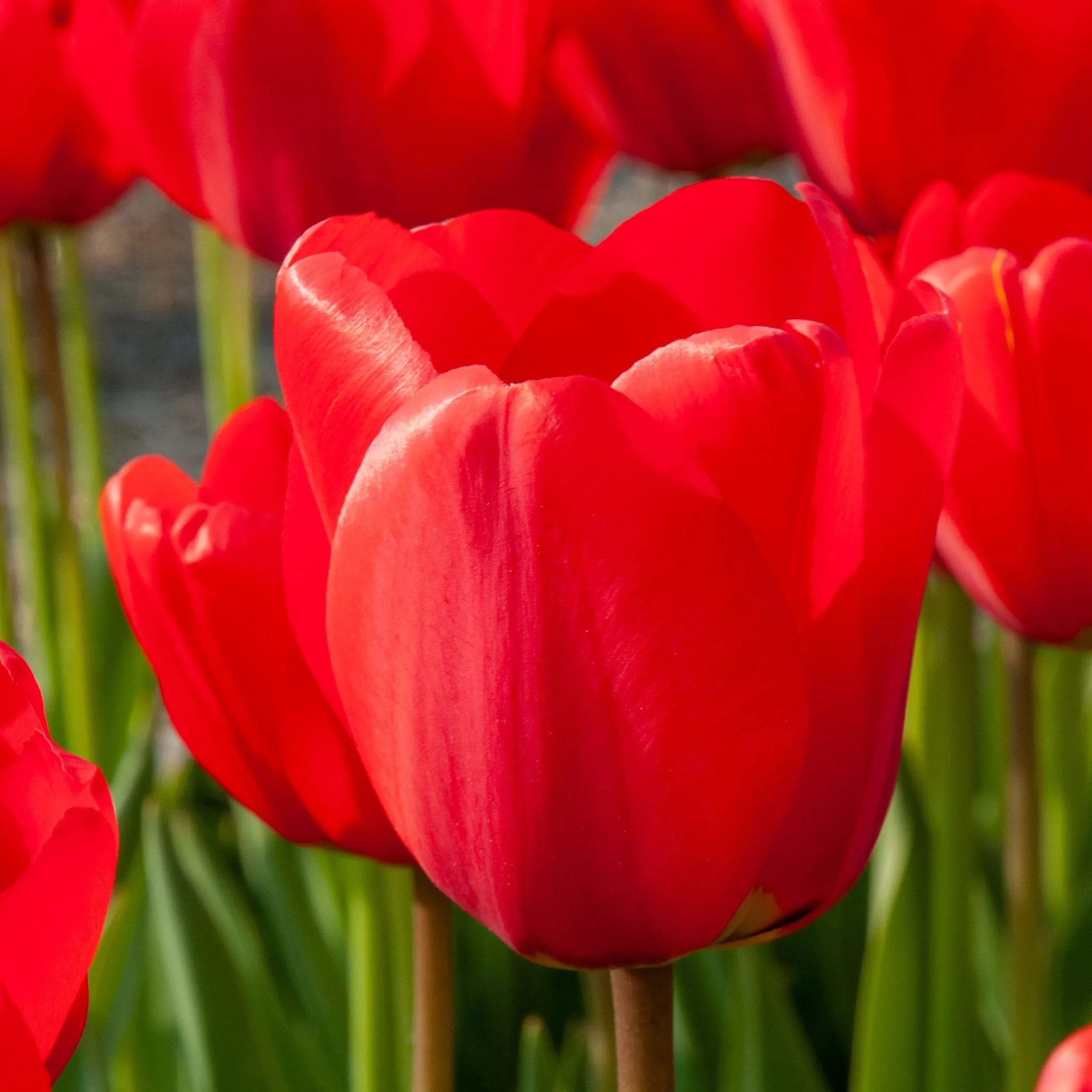 single red tulip