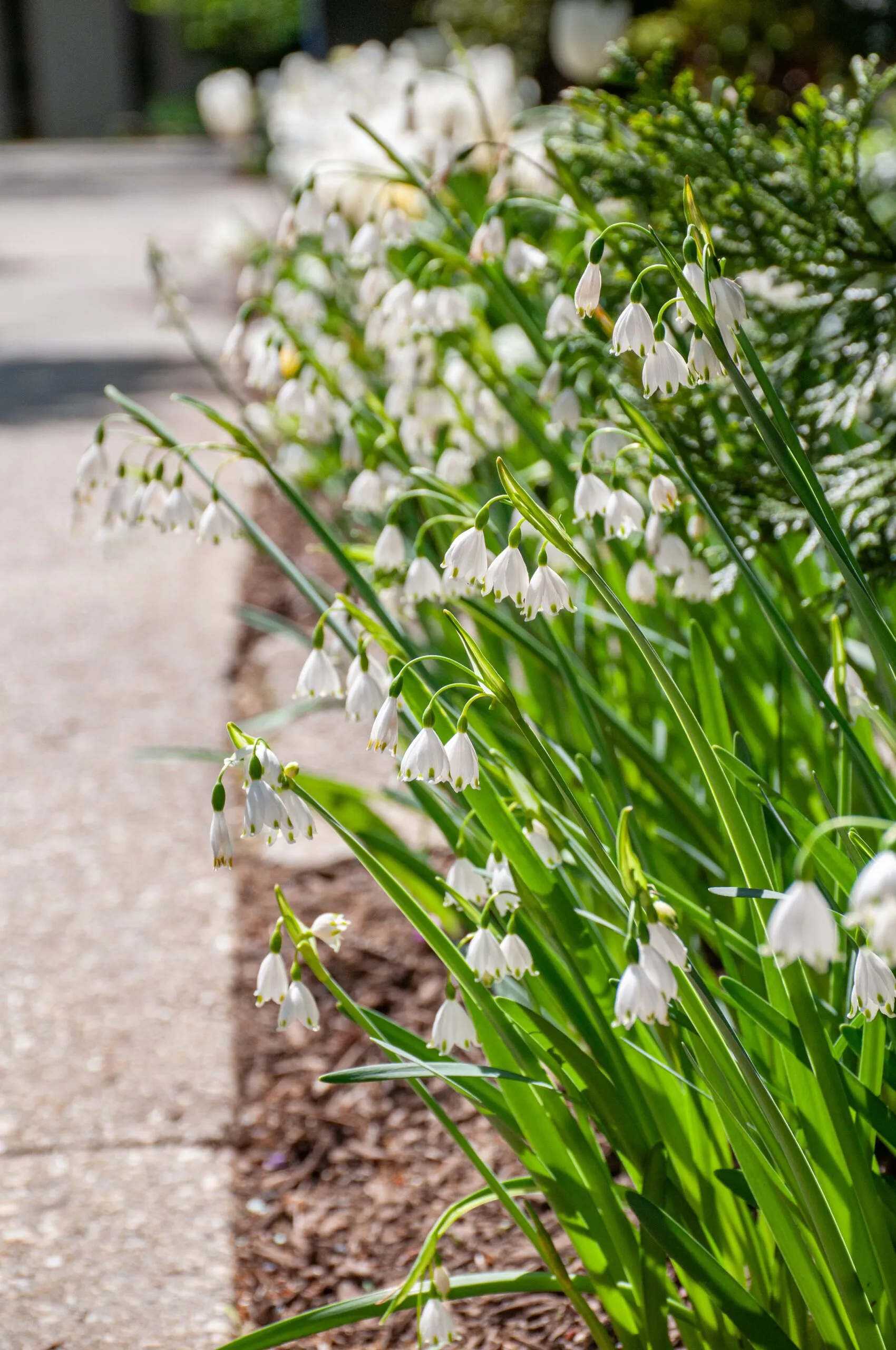 snowflake flowers