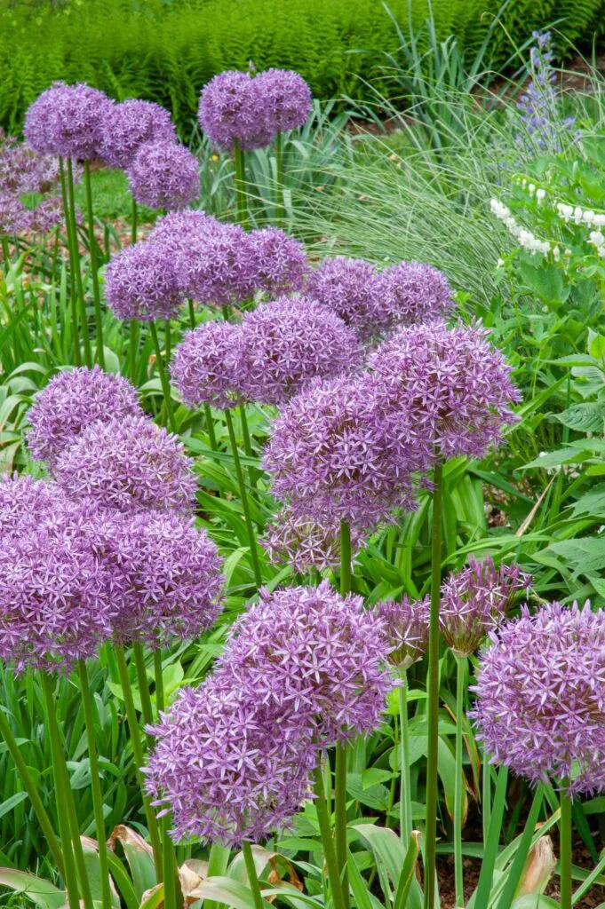 globemaster allium size