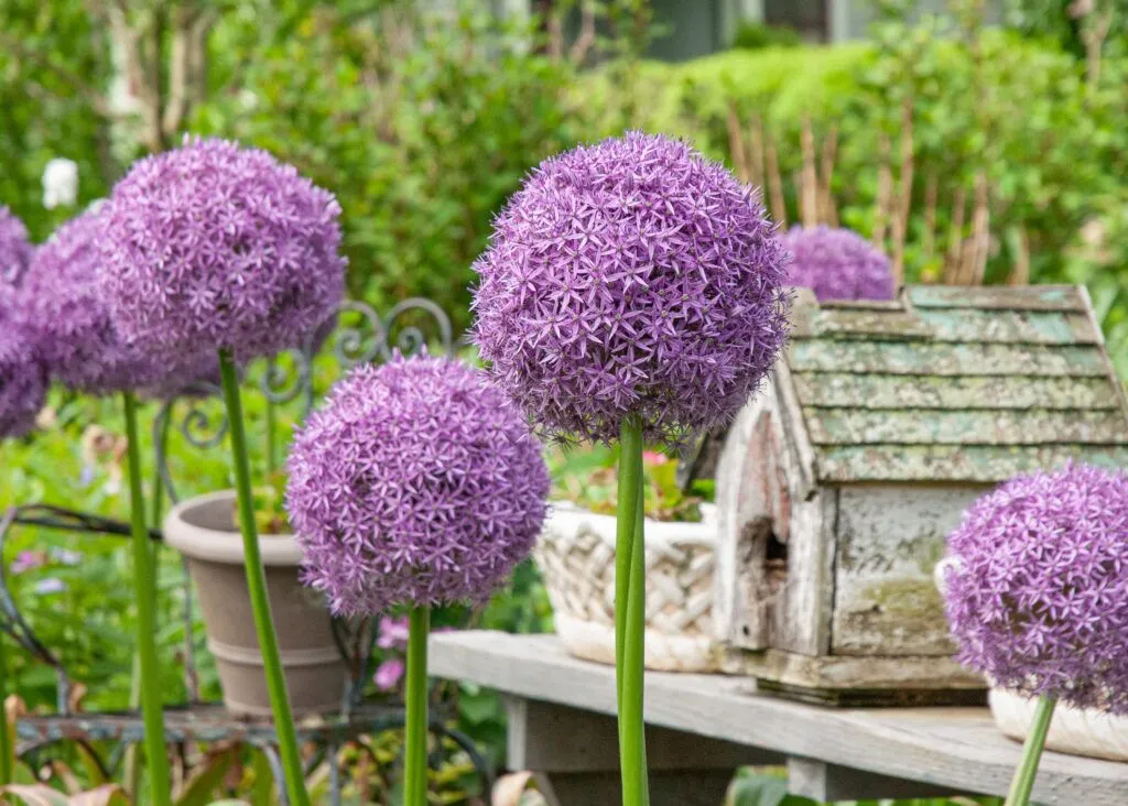 globemaster allium size
