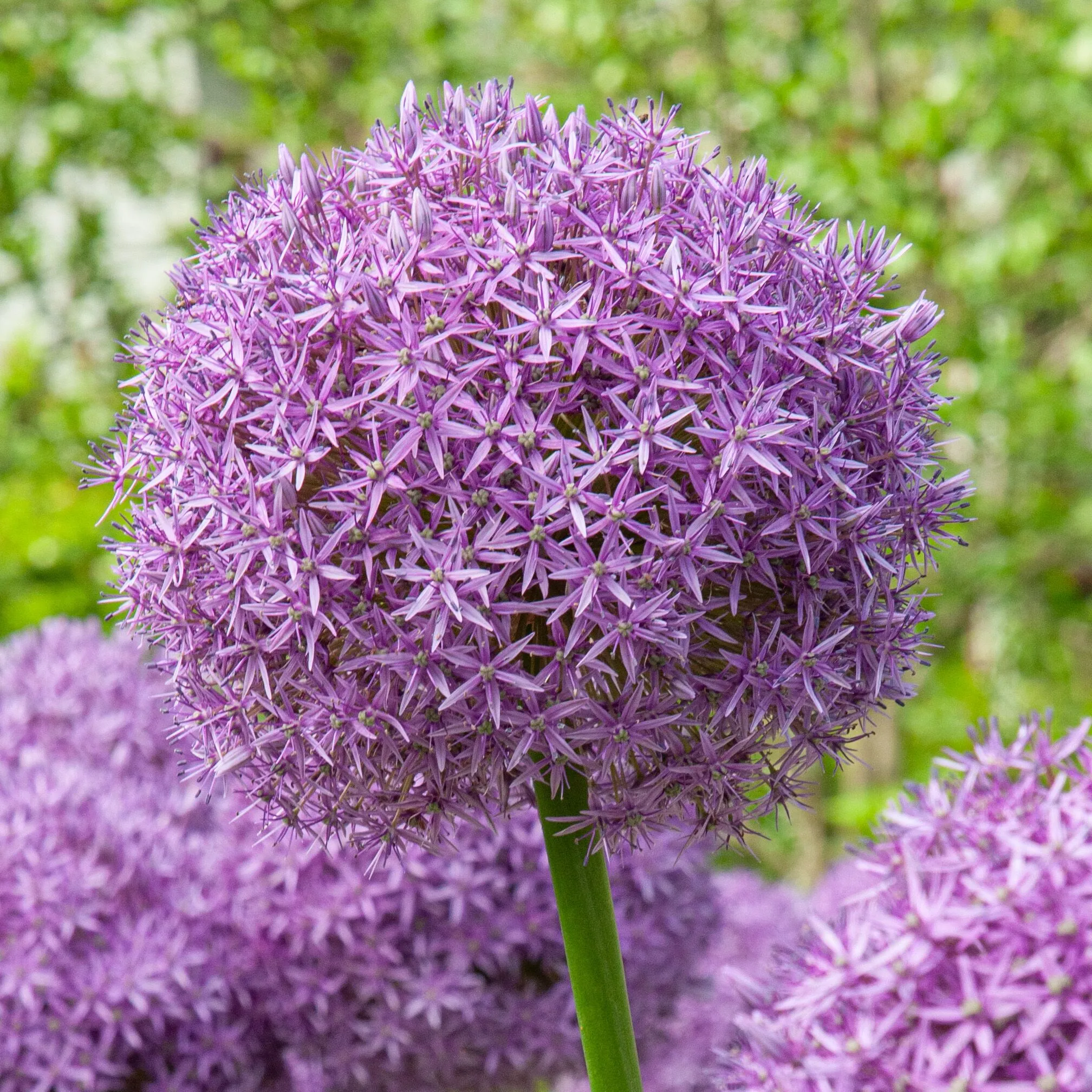 allium globemaster