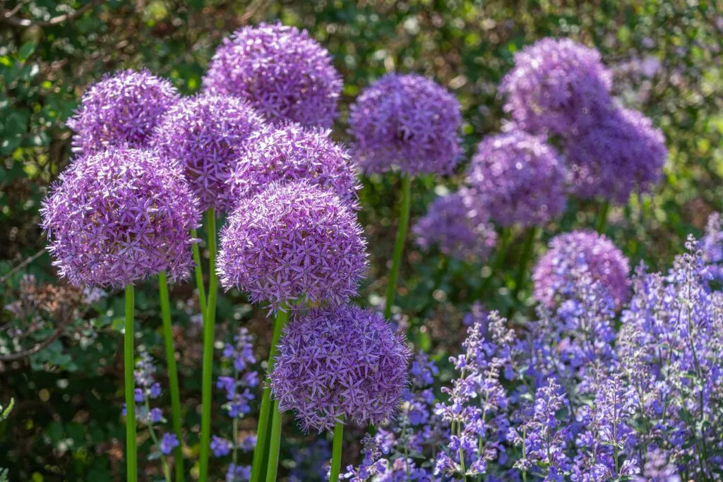 allium globemaster