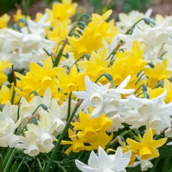 white dwarf daffodils