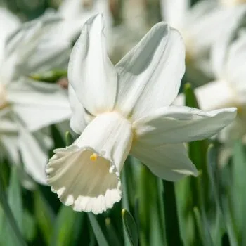 white dwarf daffodils