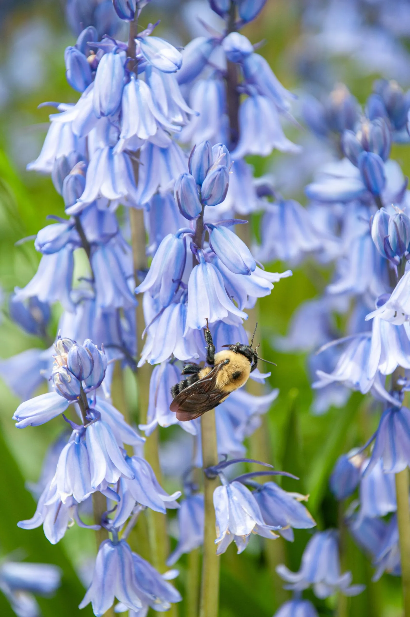 blue bell flower pictures